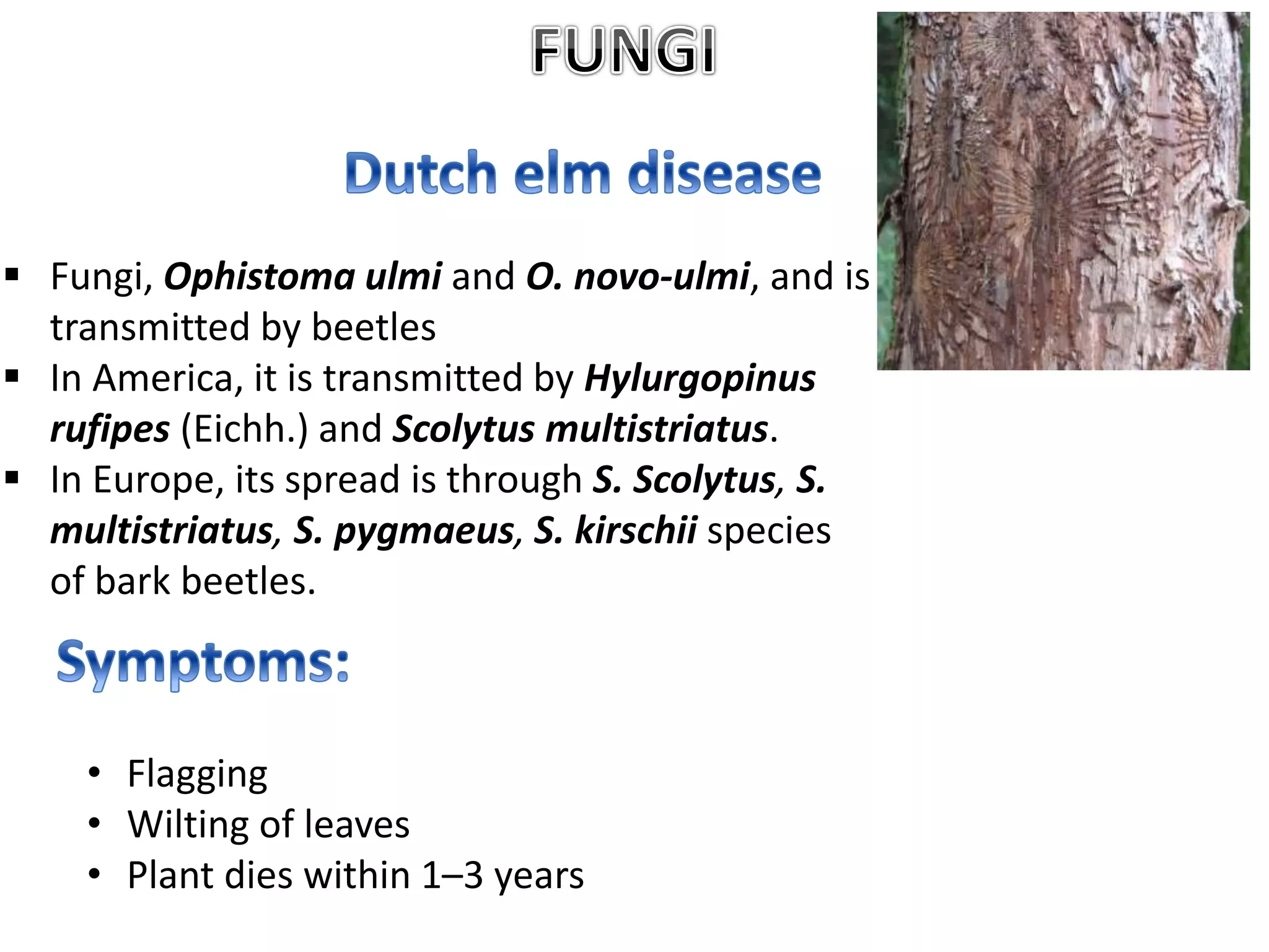 Beetle transmitted viruses | PPT