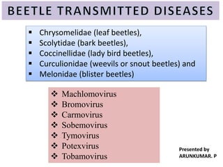 Beetle transmitted viruses | PPTX