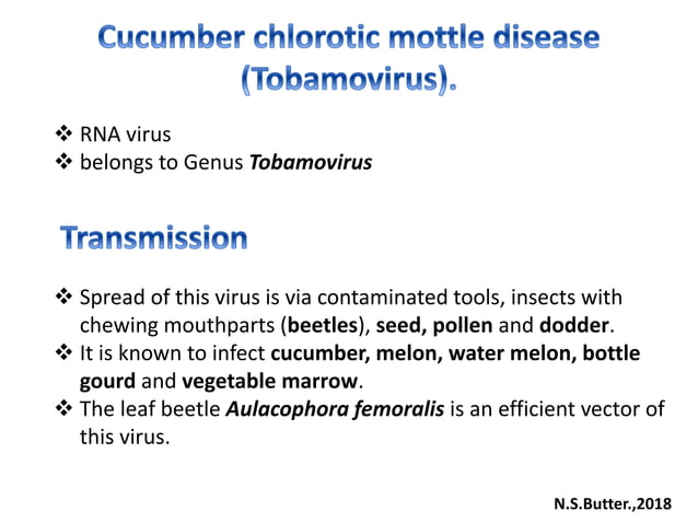 Beetle transmitted viruses | PPT