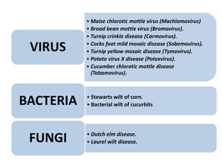 Beetle transmitted viruses | PPTX