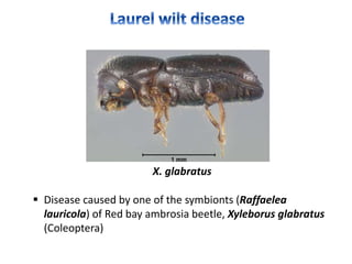 Beetle transmitted viruses | PPTX