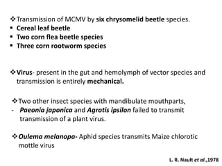 Beetle transmitted viruses | PPTX