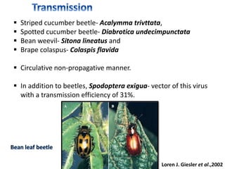 Beetle transmitted viruses | PPT