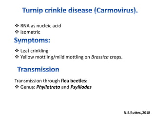 Beetle transmitted viruses | PPTX