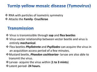 Beetle transmitted viruses | PPTX