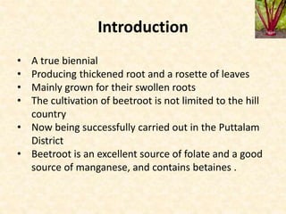 Beet root | PPTX