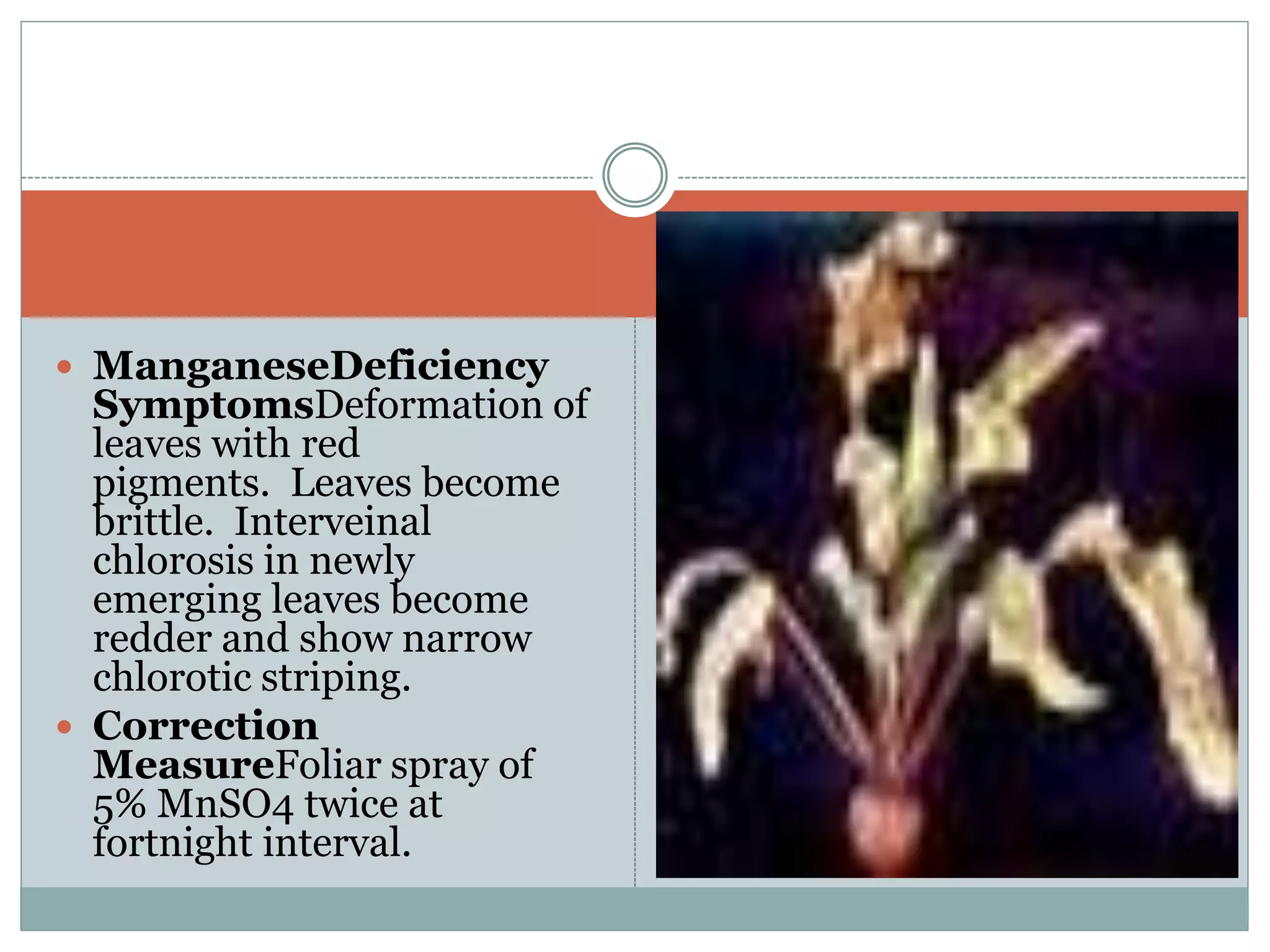 Beet root Physiological Disorder By Mr. Allah Dad Khan Provincial ...