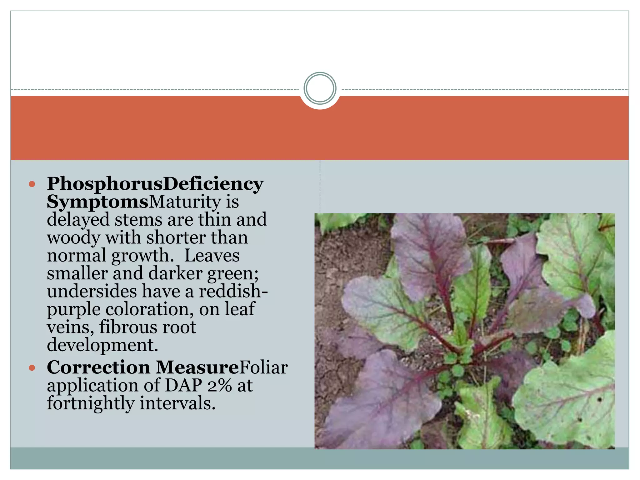 Beet root Physiological Disorder By Mr. Allah Dad Khan Provincial ...