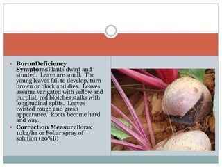 Beet root Physiological Disorder By Mr. Allah Dad Khan Provincial ...