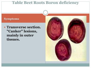 Beet root Physiological Disorder By Mr. Allah Dad Khan Provincial ...