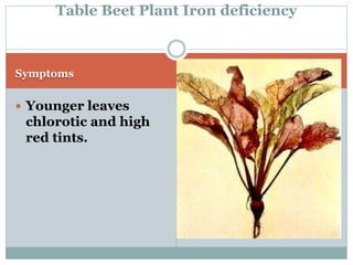 Beet root Physiological Disorder By Mr. Allah Dad Khan Provincial ...