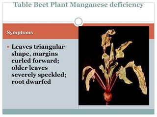 Beet root Physiological Disorder By Mr. Allah Dad Khan Provincial ...