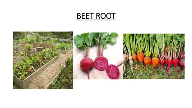 Beet root.pptx | Agriculture | Industries
