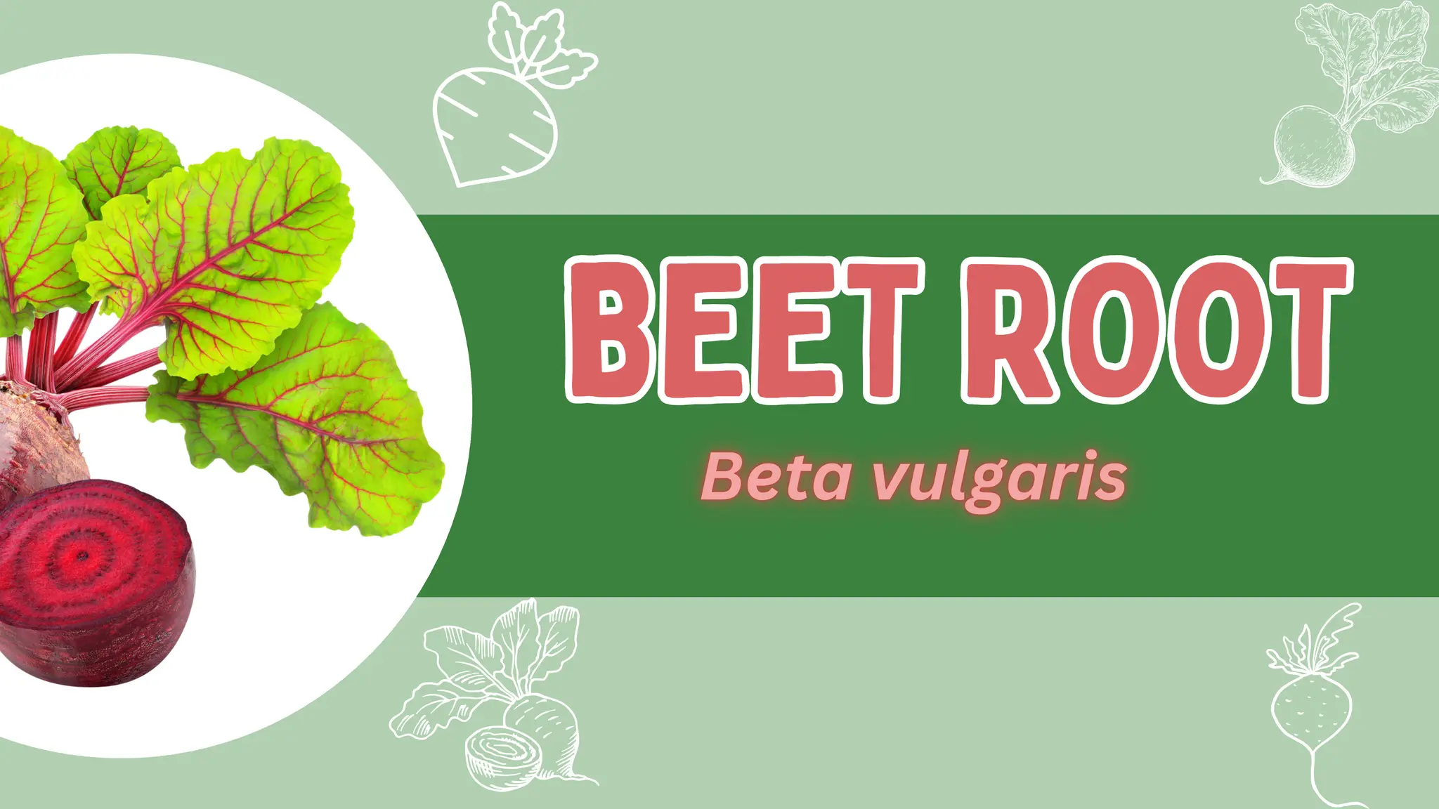 beet root 2.pdf breeding uses types pest sowing method harvesting | PDF