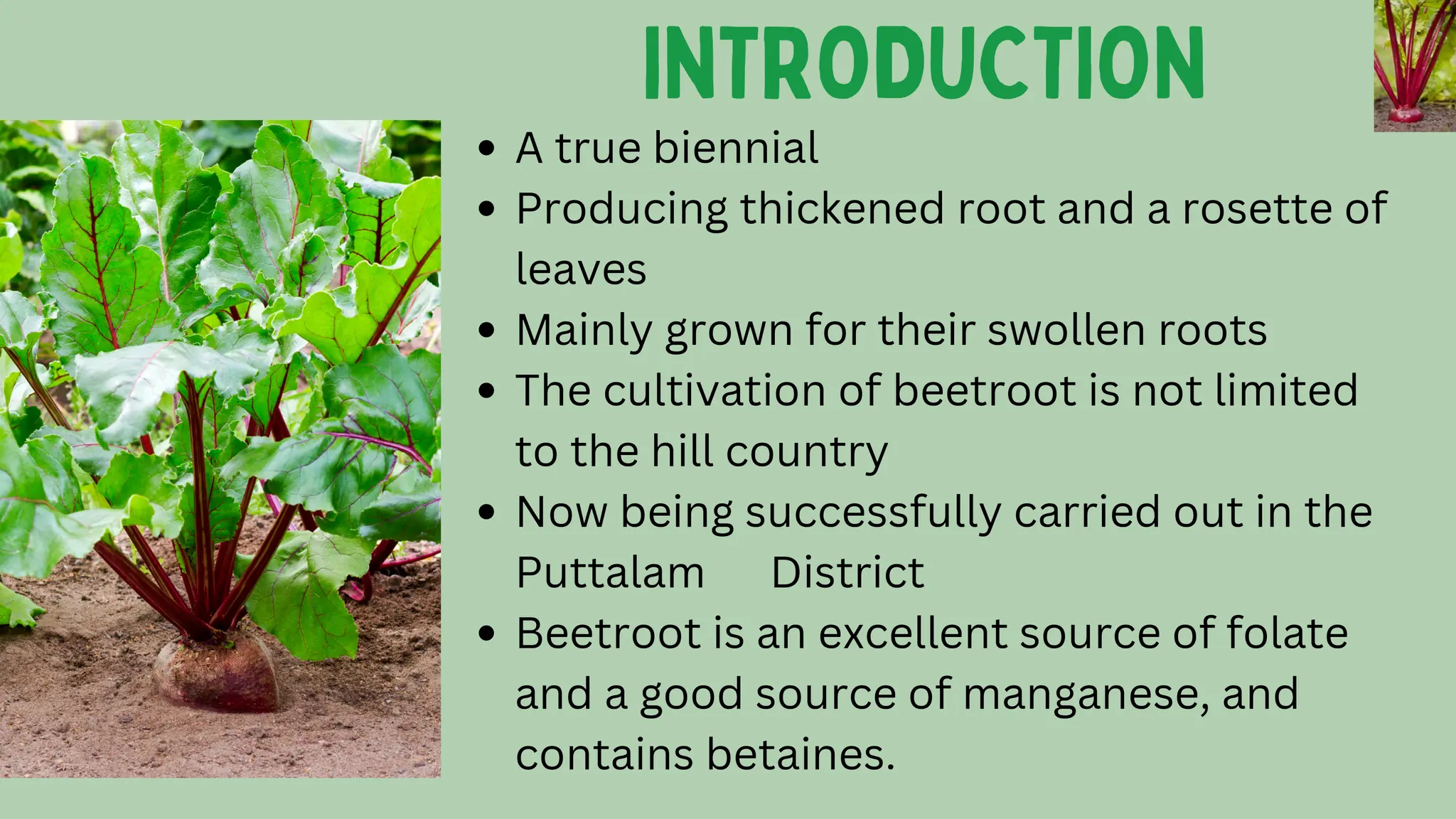 beet root 2.pdf breeding uses types pest sowing method harvesting | PDF