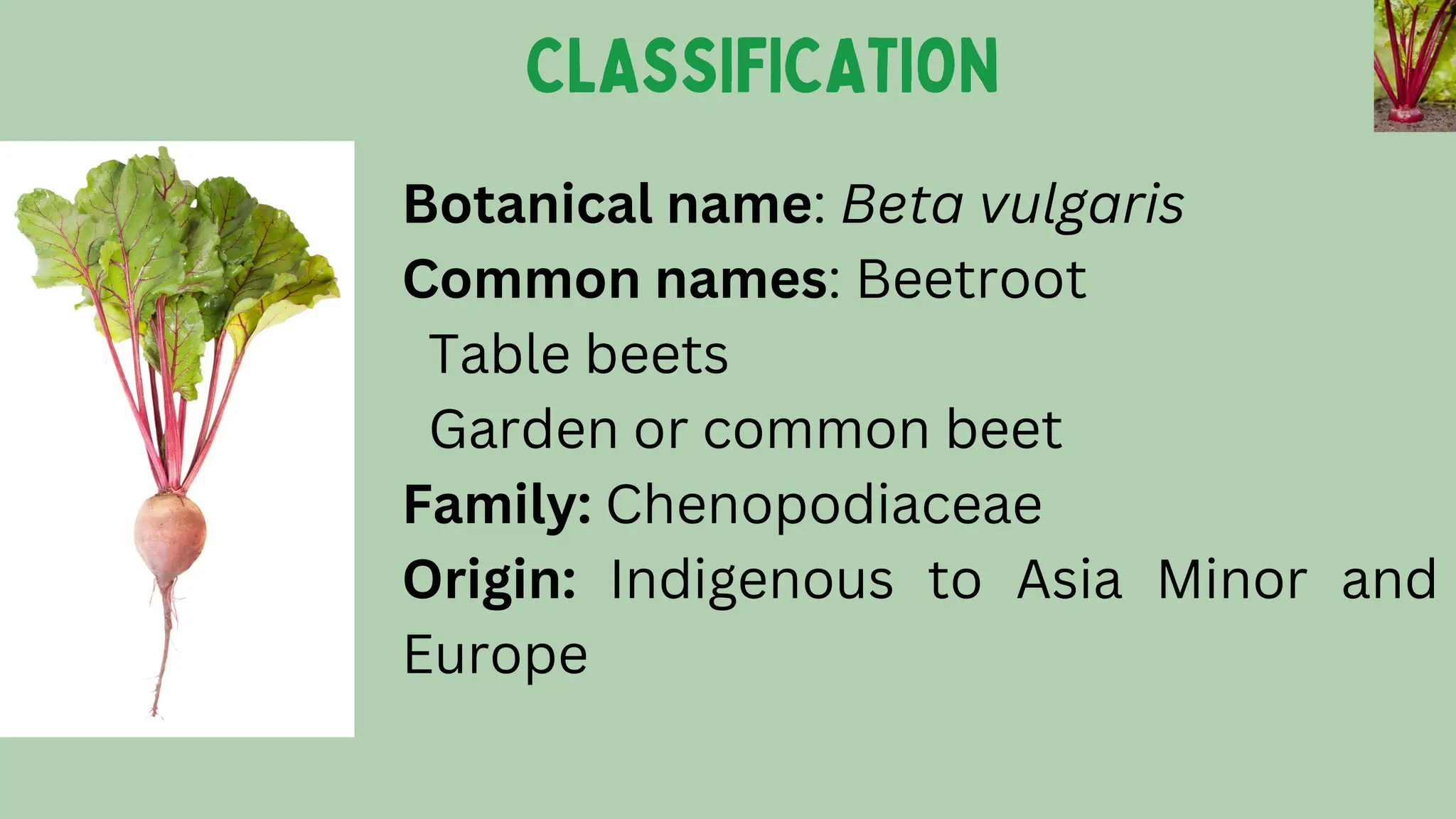 beet root 2.pdf breeding uses types pest sowing method harvesting | PDF