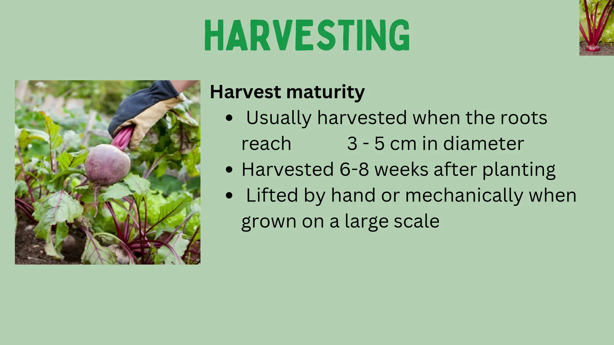 beet root 2.pdf breeding uses types pest sowing method harvesting | PDF