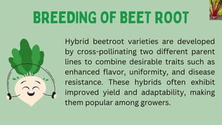 beet root 2.pdf breeding uses types pest sowing method harvesting | PDF