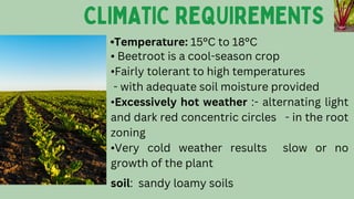 beet root 2.pdf breeding uses types pest sowing method harvesting | PDF