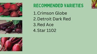 beet root 2.pdf breeding uses types pest sowing method harvesting | PDF