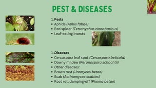 beet root 2.pdf breeding uses types pest sowing method harvesting | PDF