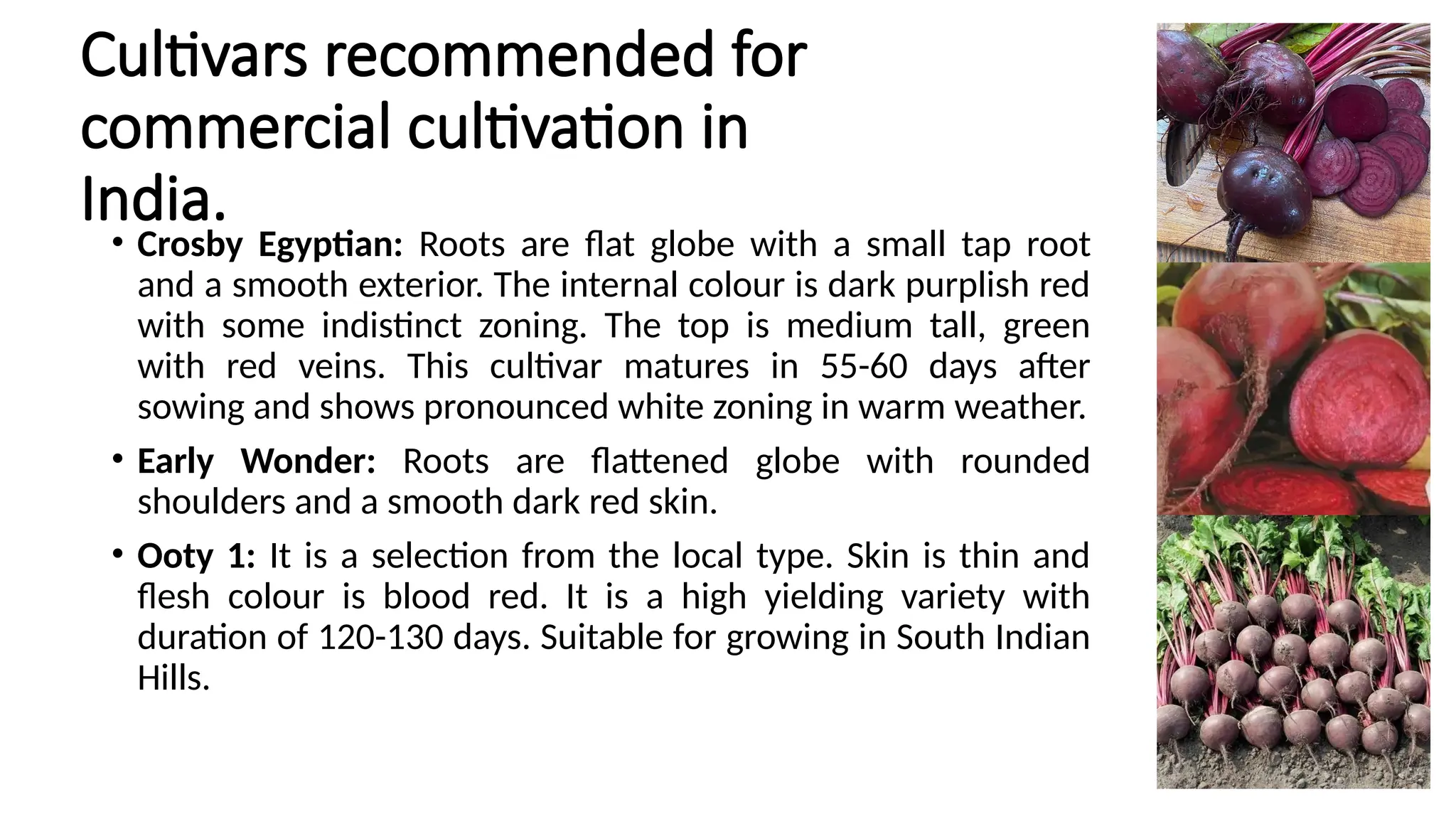 Beet root and Turnip Cultivation practices.pptx
