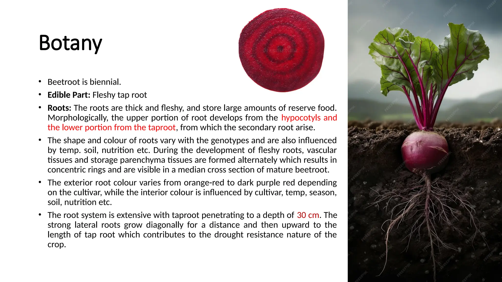 Beet root and Turnip Cultivation practices.pptx