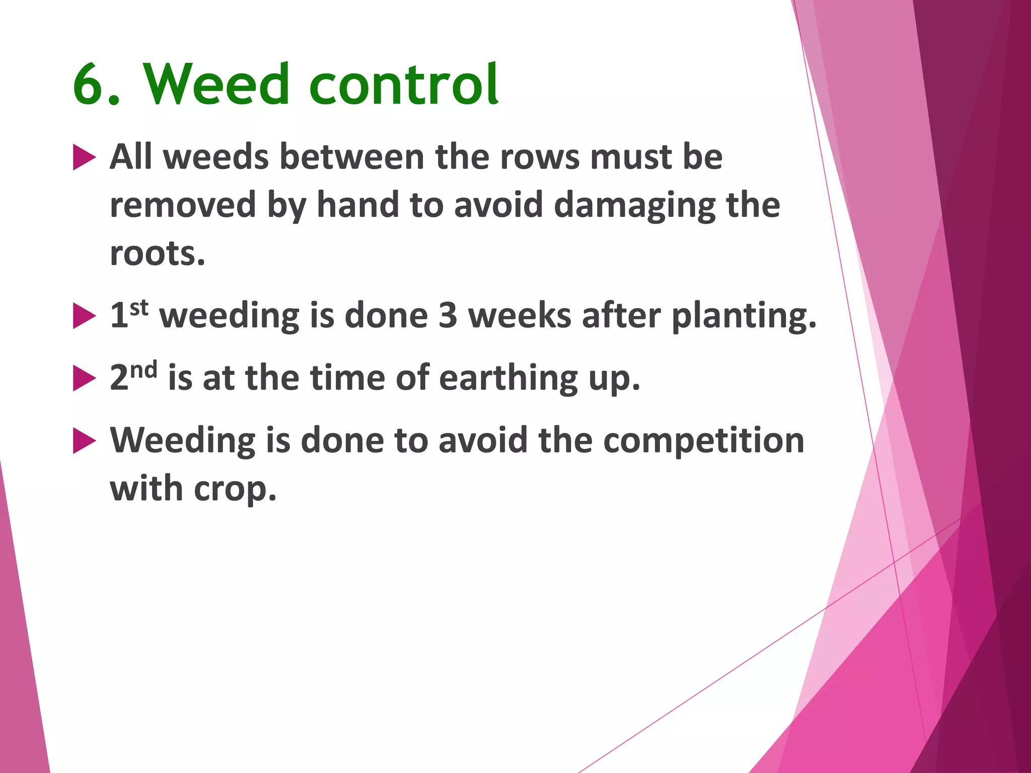 Beetroot ppt | PPTX