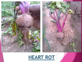Beetroot ppt | PPTX