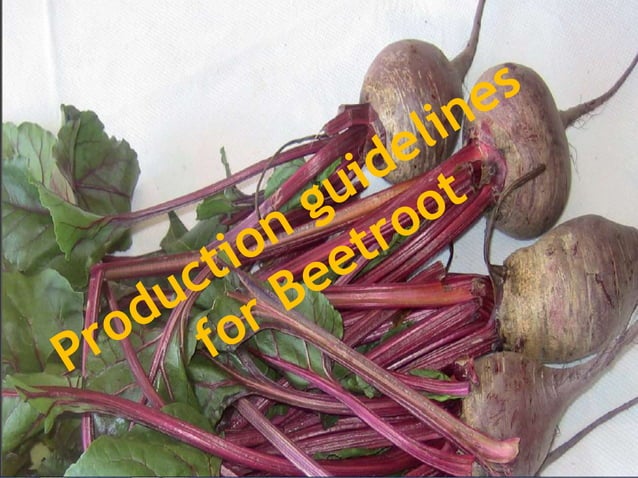Beetroot ppt | PPTX