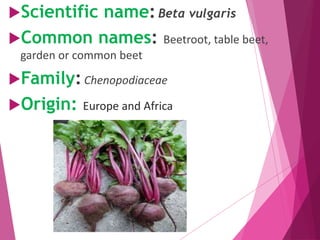 Beetroot ppt | PPTX