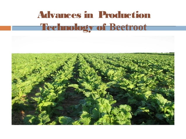 PRODUCTION TECHNOLOGY OF BEETROOT | PPT