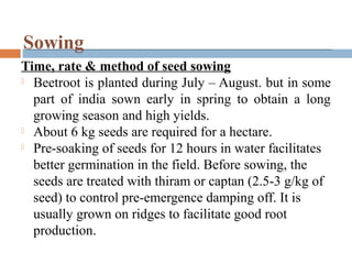 PRODUCTION TECHNOLOGY OF BEETROOT | PPT