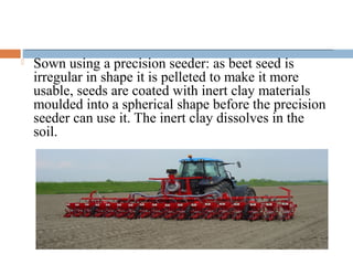 PRODUCTION TECHNOLOGY OF BEETROOT | PPT
