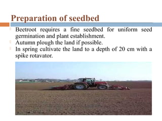 PRODUCTION TECHNOLOGY OF BEETROOT | PPT