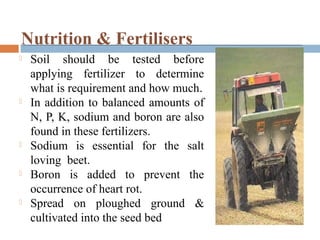 PRODUCTION TECHNOLOGY OF BEETROOT | PPT