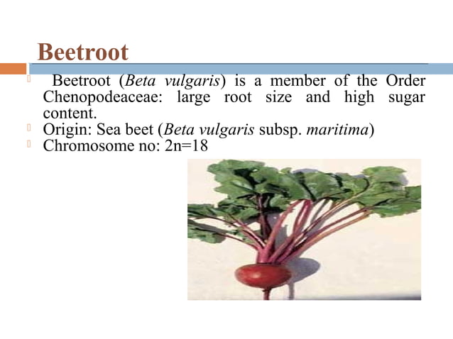 PRODUCTION TECHNOLOGY OF BEETROOT | PPT
