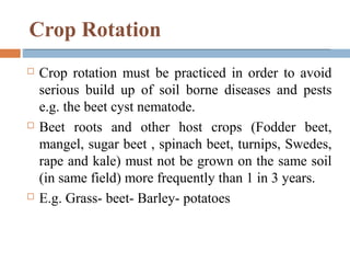 PRODUCTION TECHNOLOGY OF BEETROOT | PPT