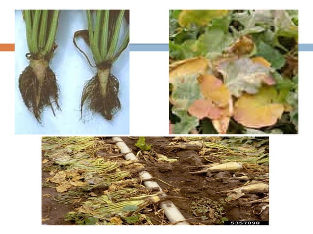 PRODUCTION TECHNOLOGY OF BEETROOT | PPT