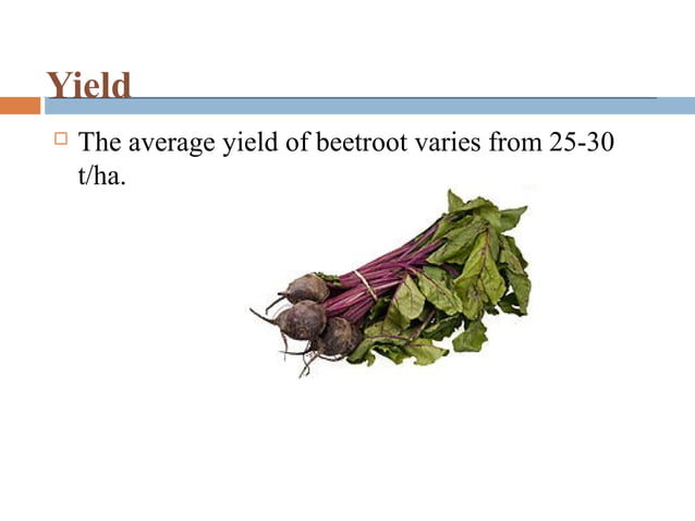 PRODUCTION TECHNOLOGY OF BEETROOT | PPT