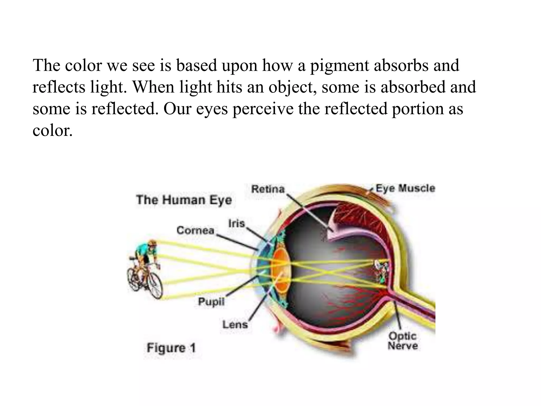 Bee vision | PPT
