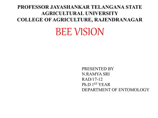 Bee vision | PPT