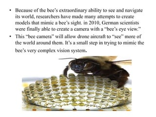 Bee vision | PPTX