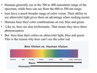 Bee vision | PPT