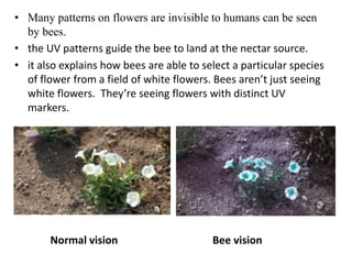 Bee vision | PPT