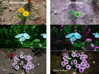 Bee vision | PPT