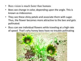 Bee vision | PPT