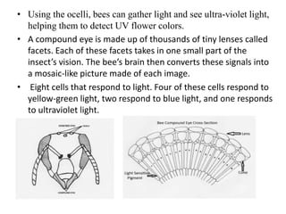 Bee vision | PPT