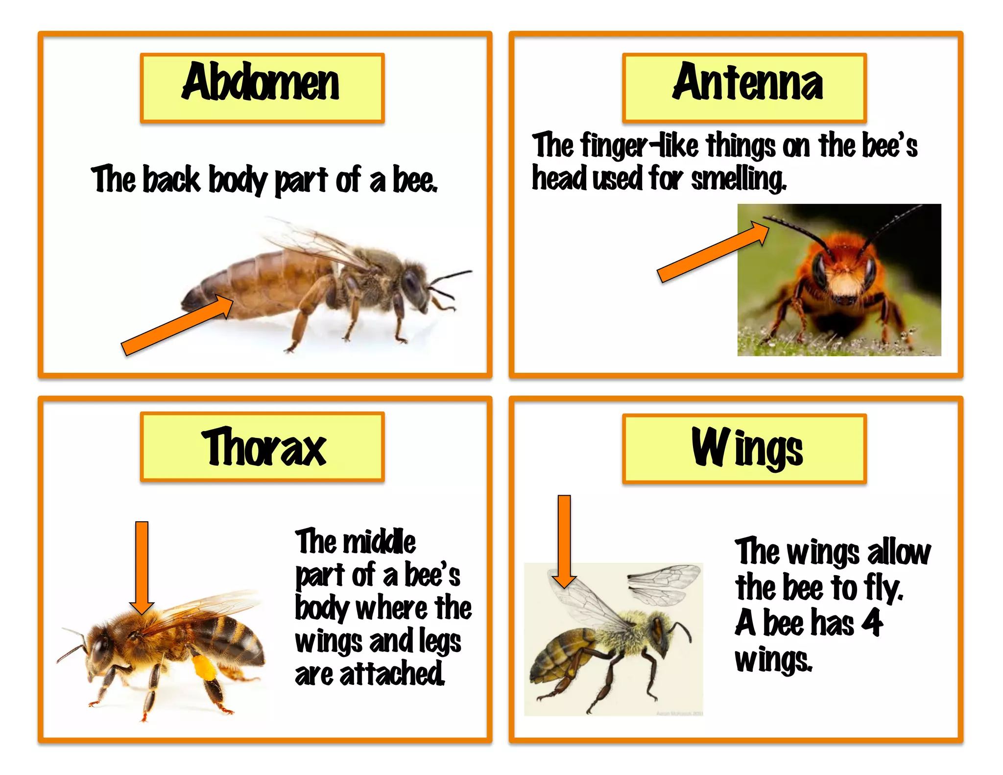 Bee vocabulary | PDF