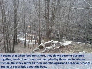 Bee vs Locust Mother Nature explains us why are we in crisis | PPTX